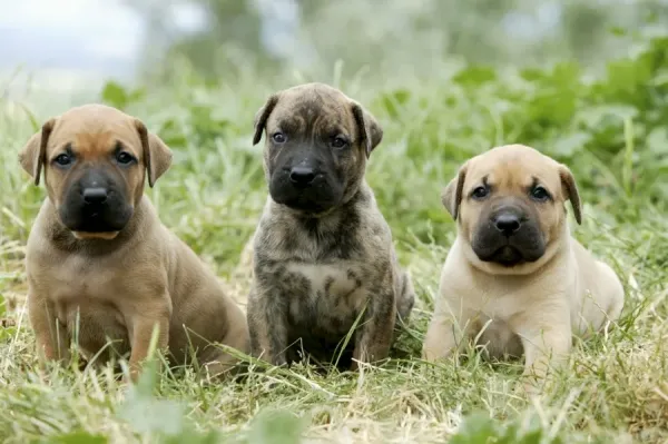 Canary Dog also know as Perro de Presa Canario 3 puppies