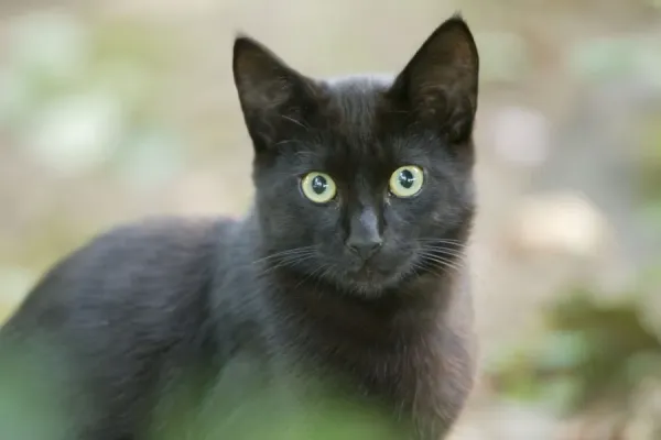 Cat semi-feral Oregon USA Our beautiful Wall Art and Photo Gifts ...