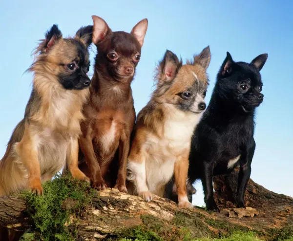 Chihuahua Dogs Our beautiful Wall Art and Photo Gifts include Framed ...