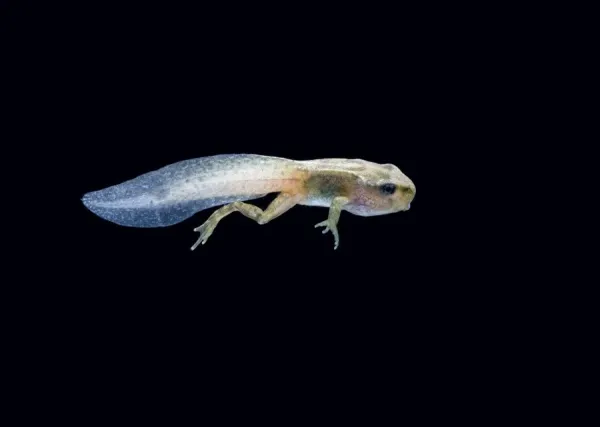 Tadpole With Legs Free Photos | Tadpole With Legs