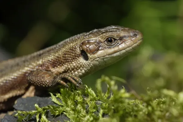 Common Lizard- portrait of animal Our beautiful Wall Art and Photo ...
