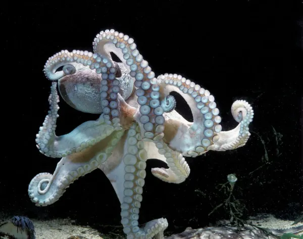 Common Octopus Our beautiful Wall Art and Photo Gifts include Framed ...