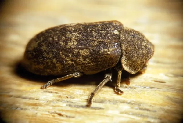 Deathwatch Beetle Treatment