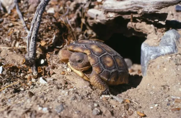 Desert Tortoise Burrow