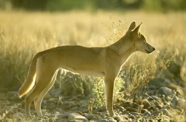 Dingo standing, Finke Gorge National Park Our beautiful Wall Art and ...