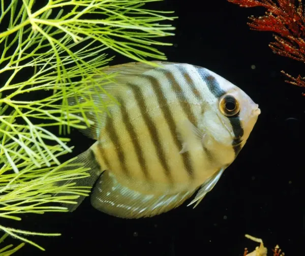 Discus Fish Our beautiful Wall Art and Photo Gifts include Framed ...