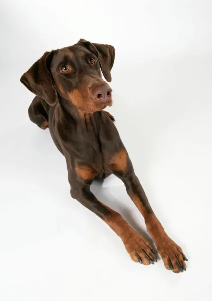 Dobermann Dog Our beautiful Wall Art and Photo Gifts include Framed ...