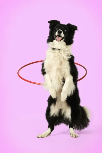 DOG. Border collie doing hoola hoop Digital Manipulation