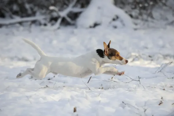 The Snow Snow Jack Russell Winter Jack Russell Terrier Running Through ...