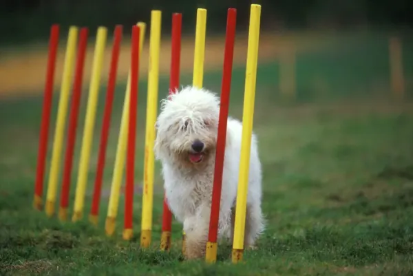 Dog training / Agility Our beautiful Wall Art and Photo Gifts include ...