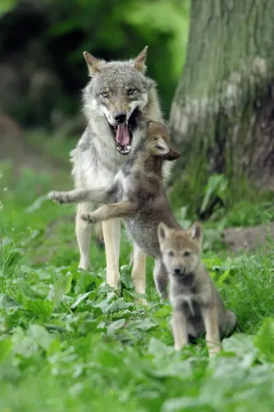 European Grey Wolf- cub begging for food from female