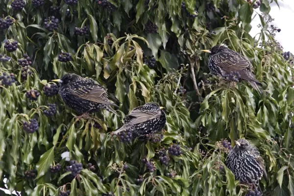 European Starling group in bush. Alsace France Our beautiful Wall Art ...