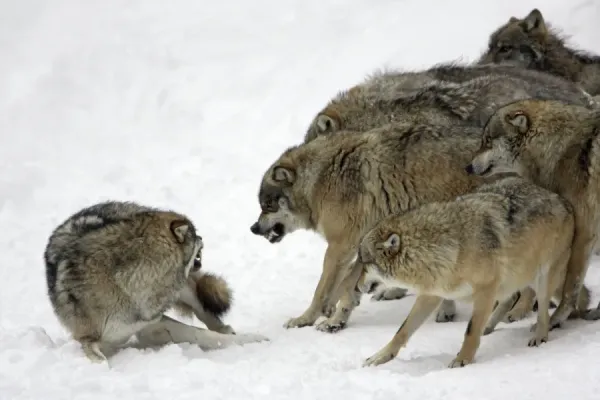 European Wolf pack showing aggresssion towards rank weakest