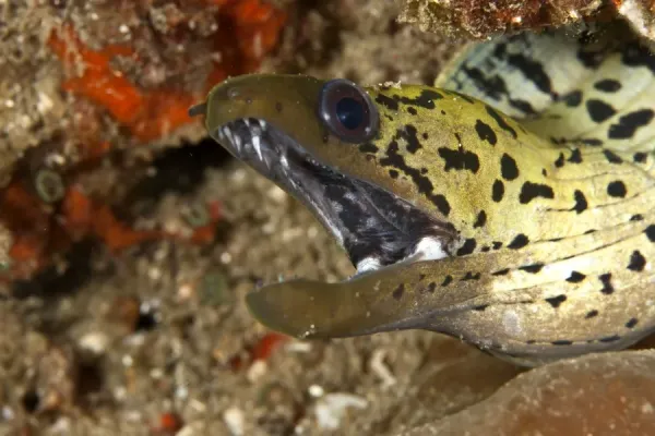 Fimbrated Moray Eel Indonesia Our beautiful Wall Art and Photo Gifts ...