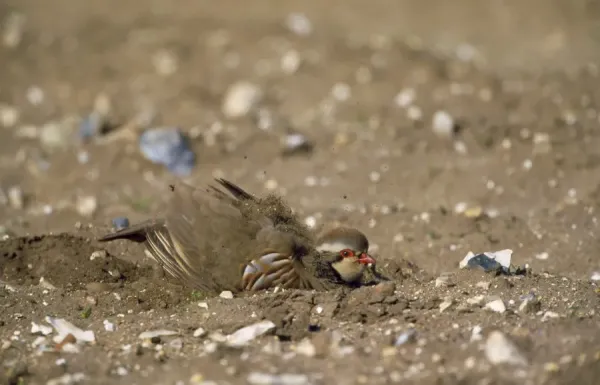 French Partridge dust bathing Our beautiful Wall Art and Photo Gifts ...
