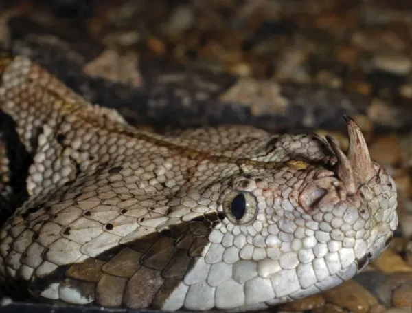 Gaboon Viper Snake Wallpaper Page 2 400+ Free Gaboon Viper & Snake