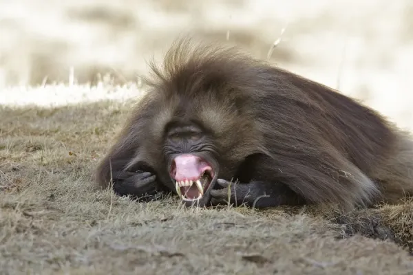 African Baboons Teeth