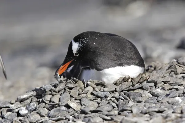 Habitat Del Pinguino Gentoo