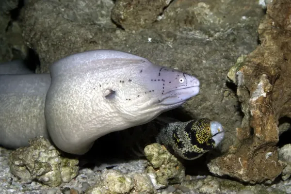 Geometric Moray Eel (Gymnothorax griseus) Our beautiful Wall Art and ...
