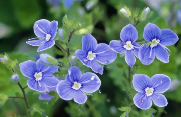 Germander Speedwell Our beautiful Wall Art and Photo Gifts include ...