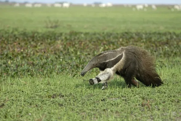 Giant Anteater running Llanos, Venezuela Our beautiful Wall Art and ...