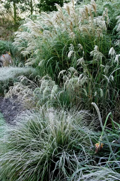 Grasses Miscanthus sinensis Graziella; Carex muskingumensis