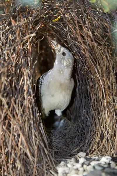 Great Bowerbird male Bowerbird embellishing its artfully