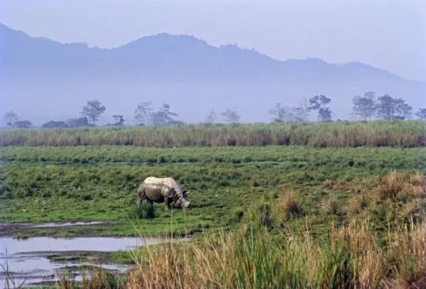 Great Indian Rhino in swamp. Kazirranga National Park India
