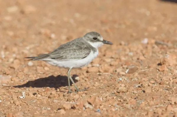 Greater Sand Plover At Finke sewage ponds Our beautiful Wall Art and ...