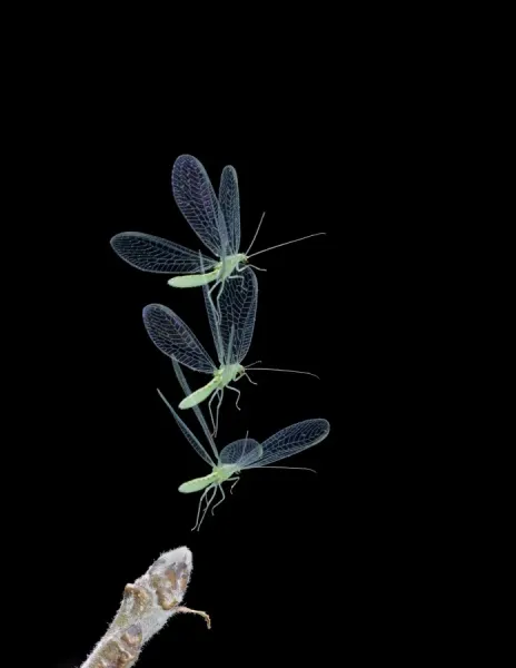 Green Lacewing in flight taking off multiflash Bedfordshire