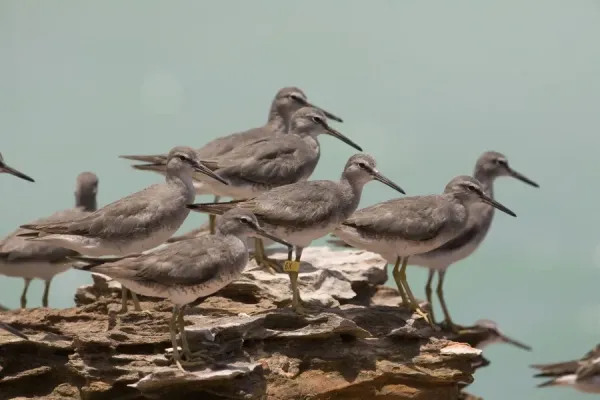 Grey-tailed Tattler flock A winter-plumaged bird at Roebuck