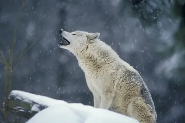 White Wolf Howling Wallpaper