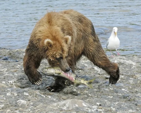 Framed Print of Grizzly Bear With fish catch from river