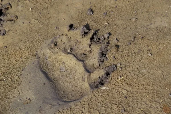 Alaska Bear Paw