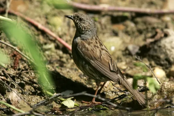 Hedge Accentor / Dunnock. France Our beautiful Wall Art and Photo Gifts ...