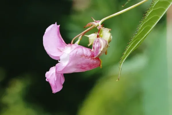 Himalayan Balsam Our beautiful Wall Art and Photo Gifts include Framed ...
