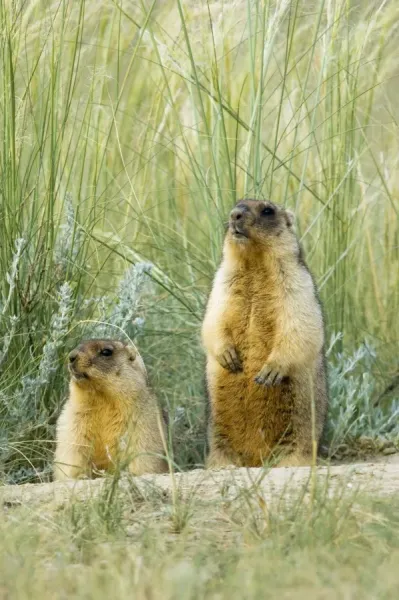 Fat Marmot