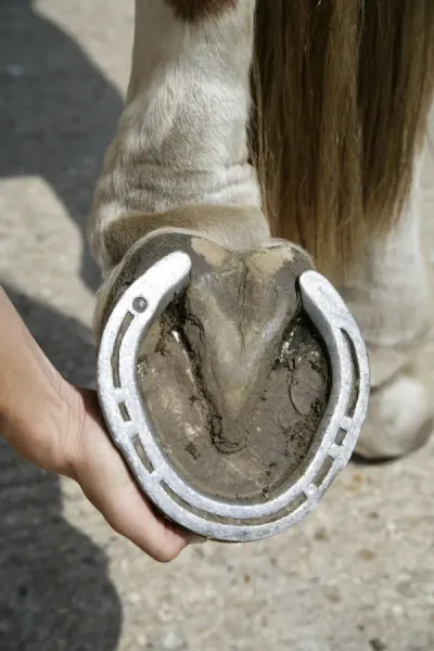 Horse Hoof Anatomy