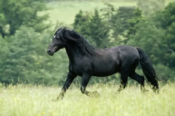 Horse Welsh-cob Stallion (type c), Pony running Our beautiful Wall Art ...