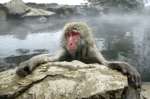Jigsaw Puzzle of Japanese Macaque Monkey relaxing in hot spring
