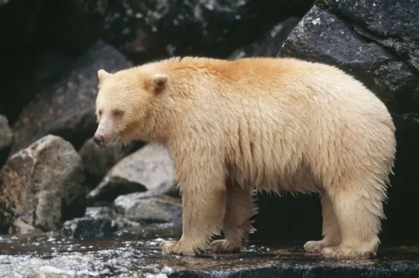 Kermode / Ghost / Spirit Bear TOM 93 British Columbia