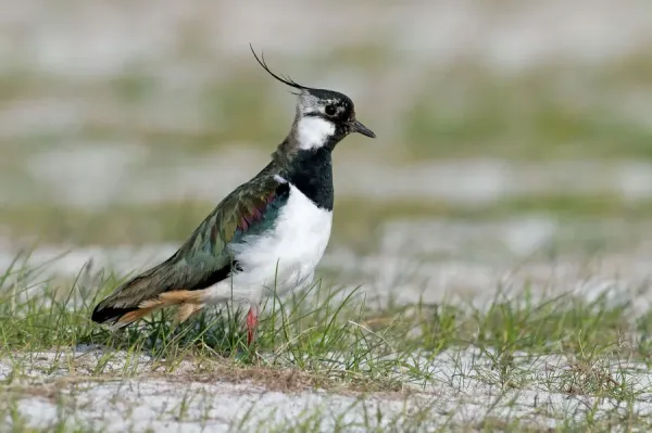 Lapwing on machair North Uist Outer Hebrides Our beautiful Wall Art and ...