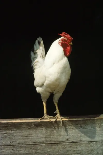 Leg-horn Chicken Our beautiful Wall Art and Photo Gifts include Framed ...