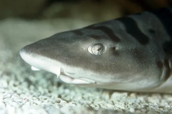 Leopard Shark Pacific Ocean Our beautiful Wall Art and Photo Gifts ...