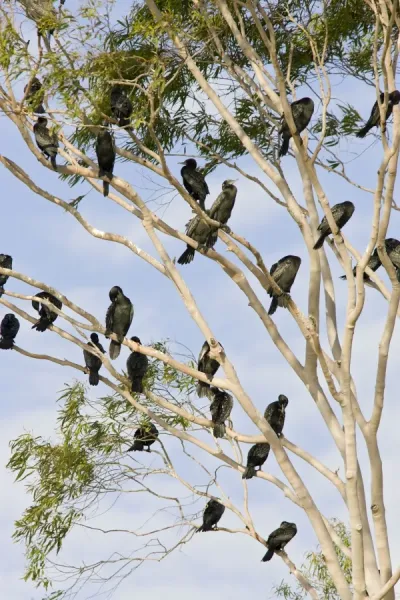 Little Black Cormorants Flock of birds roosting in a gum