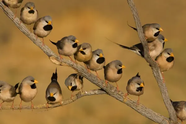 Long-tailed Finch flock coming to drink At a tiny drying