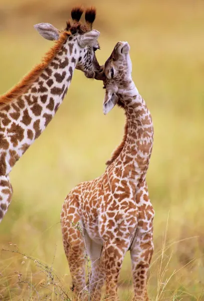 Mother And Baby Giraffe Kissing