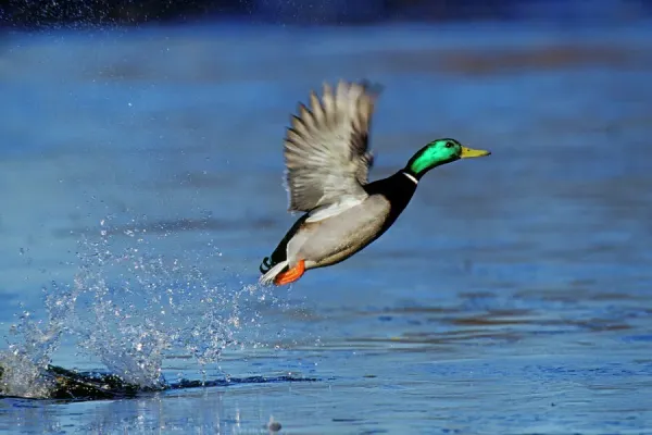 Mallard Duck drake taking off bd907 Our beautiful Wall Art and Photo ...