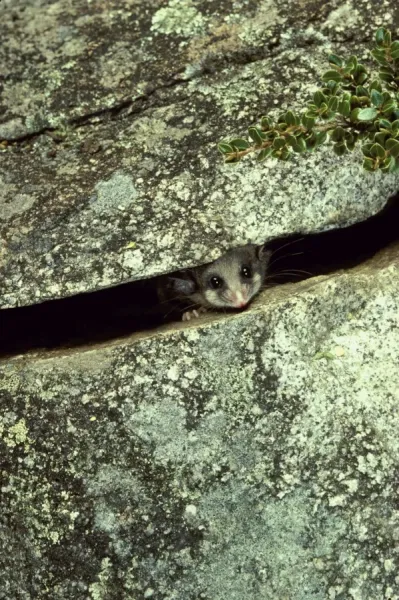 Burramyidae Art Prints, Posters & Puzzles