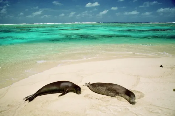 Hawaiian Monk Seal (Mammals, Animals) Collection Our beautiful Wall Art ...